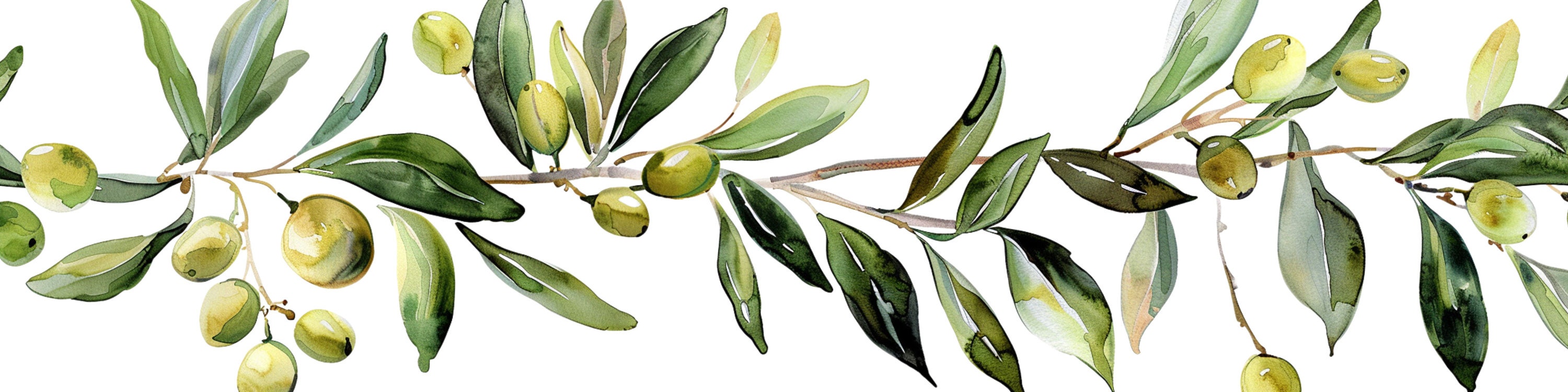 PNG Olive Branch Border Clipart Transparent Background, Olive Blanch ...