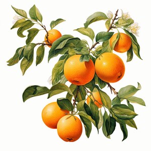 Orange Branch Clipart, 12 PNG Orange Watercolor Png, Orange Wreath ...