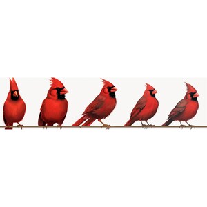 Cardinal Bird Clipart Border: High-resolution PNG (digital Download) - Etsy
