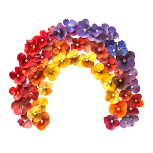 Rainbow Flower Frame Clipart: Colorful Floral PNG (digital Download) - Etsy
