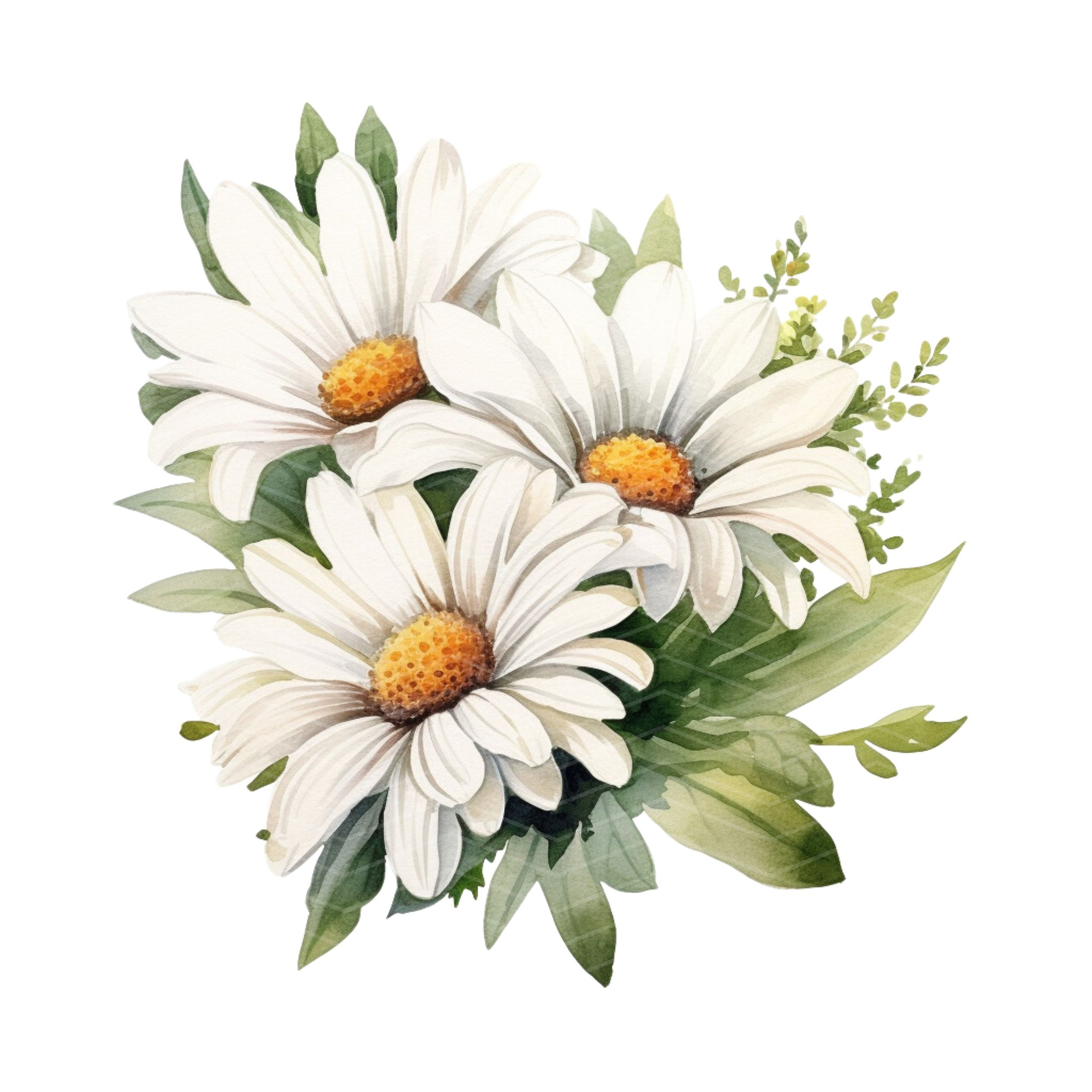 12 Daisies Clipart, PNG, Watercolor Daisies, Watercolor Clipart ...