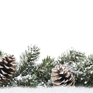 12 WINTER PINE CONES Digital Image, Christmas Pine Tree Branch, Winter ...