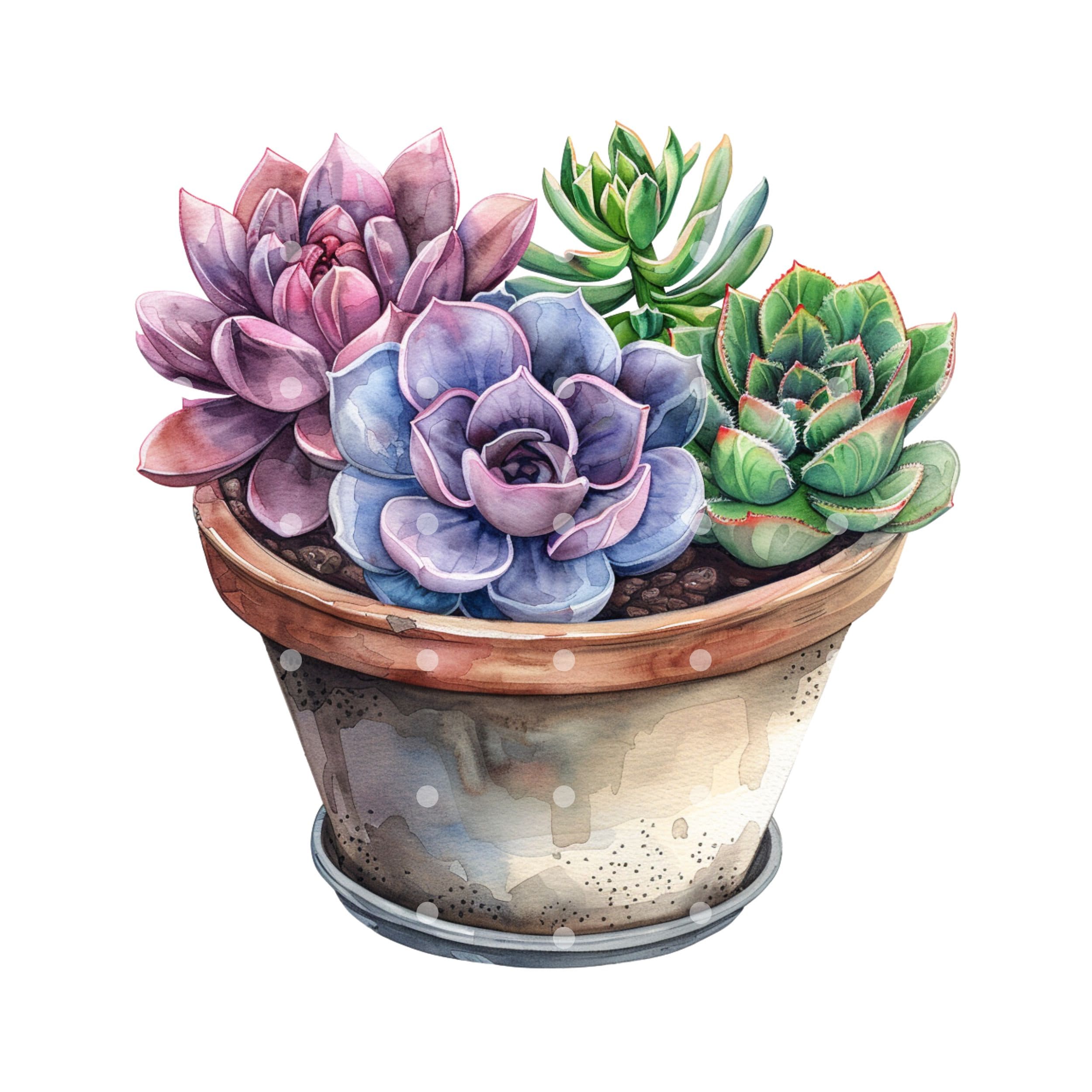 12 Succulents Clipart, PNG, Succulent Flowers Png, Printable Watercolor ...