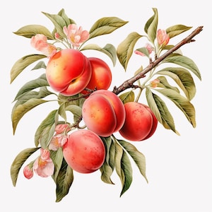 Peach Branch Watercolor Clipart: Floral Wreath PNG (digital Download ...