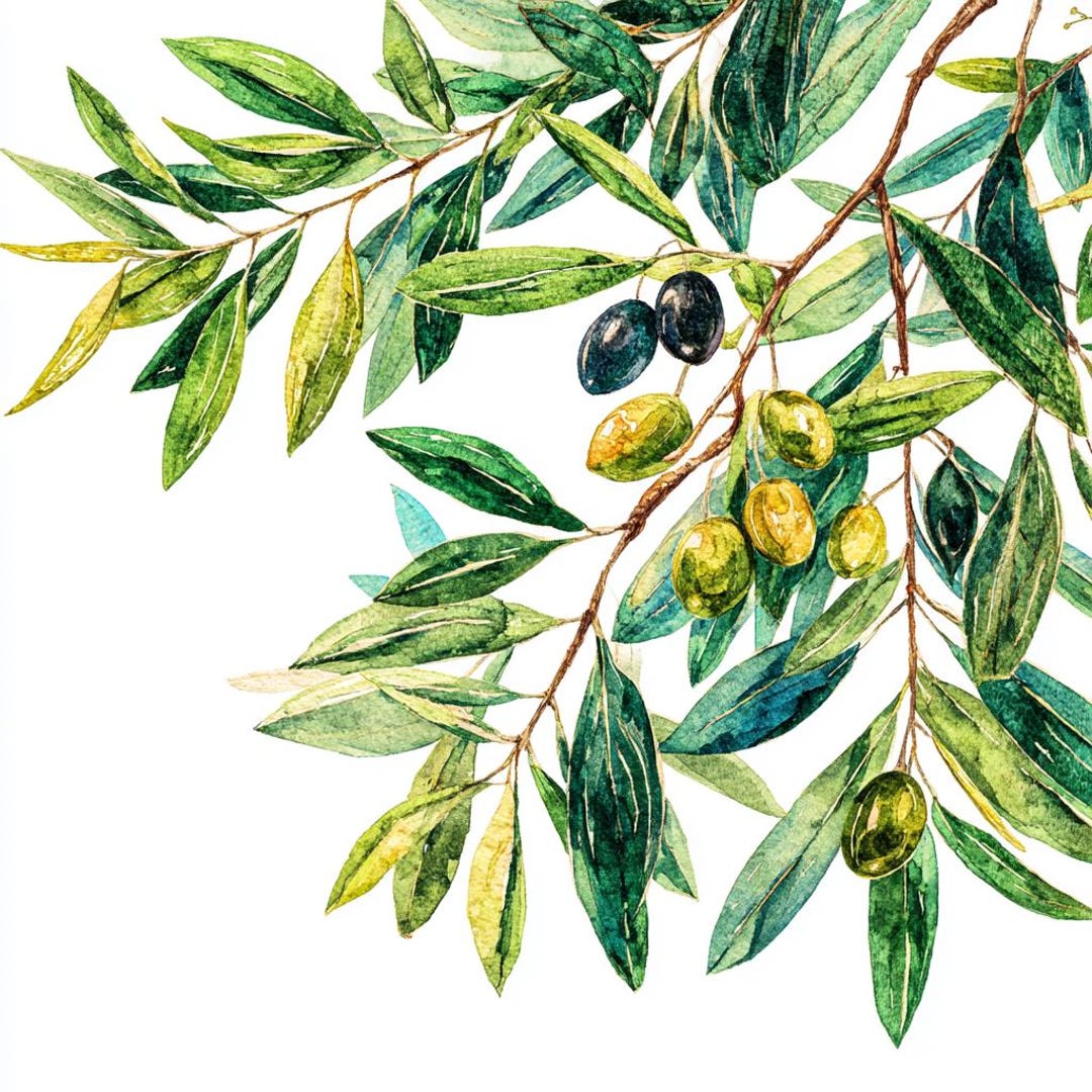 12 Olive Branch PNG Clipart, Watercolor Olive Tree Branches ...