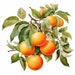 Orange Branch Clipart, 12 PNG Orange Watercolor Png, Orange Wreath ...