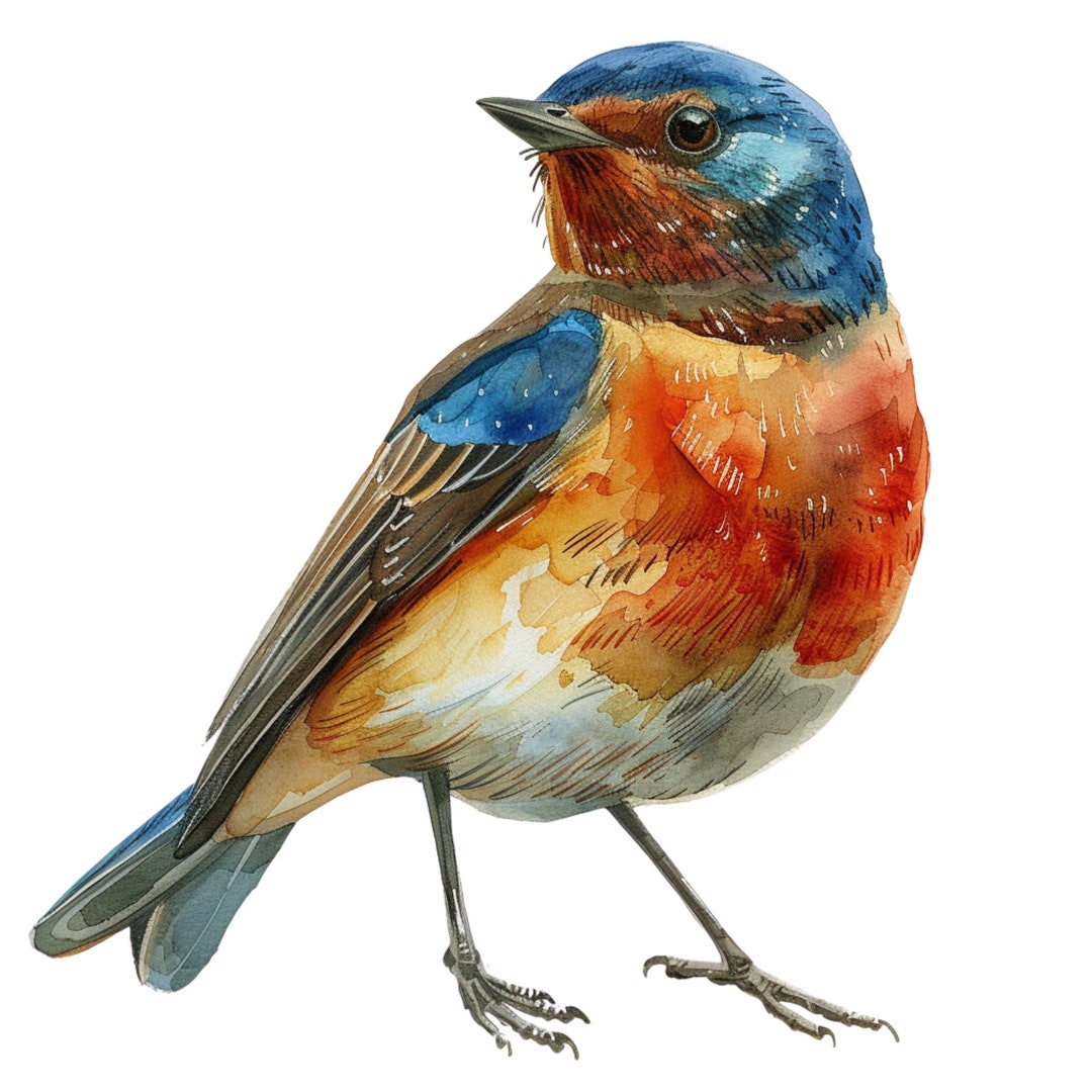 12 PNG Wild Birds Clipart for Print. Transparent Background Png Birds ...