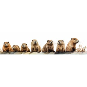 10 PNG Beaver Clipart Border, Beaver Illustration, High-resolution PNG ...