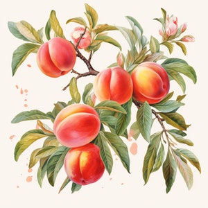 Peach Branch Watercolor Clipart: Floral Wreath PNG (digital Download ...