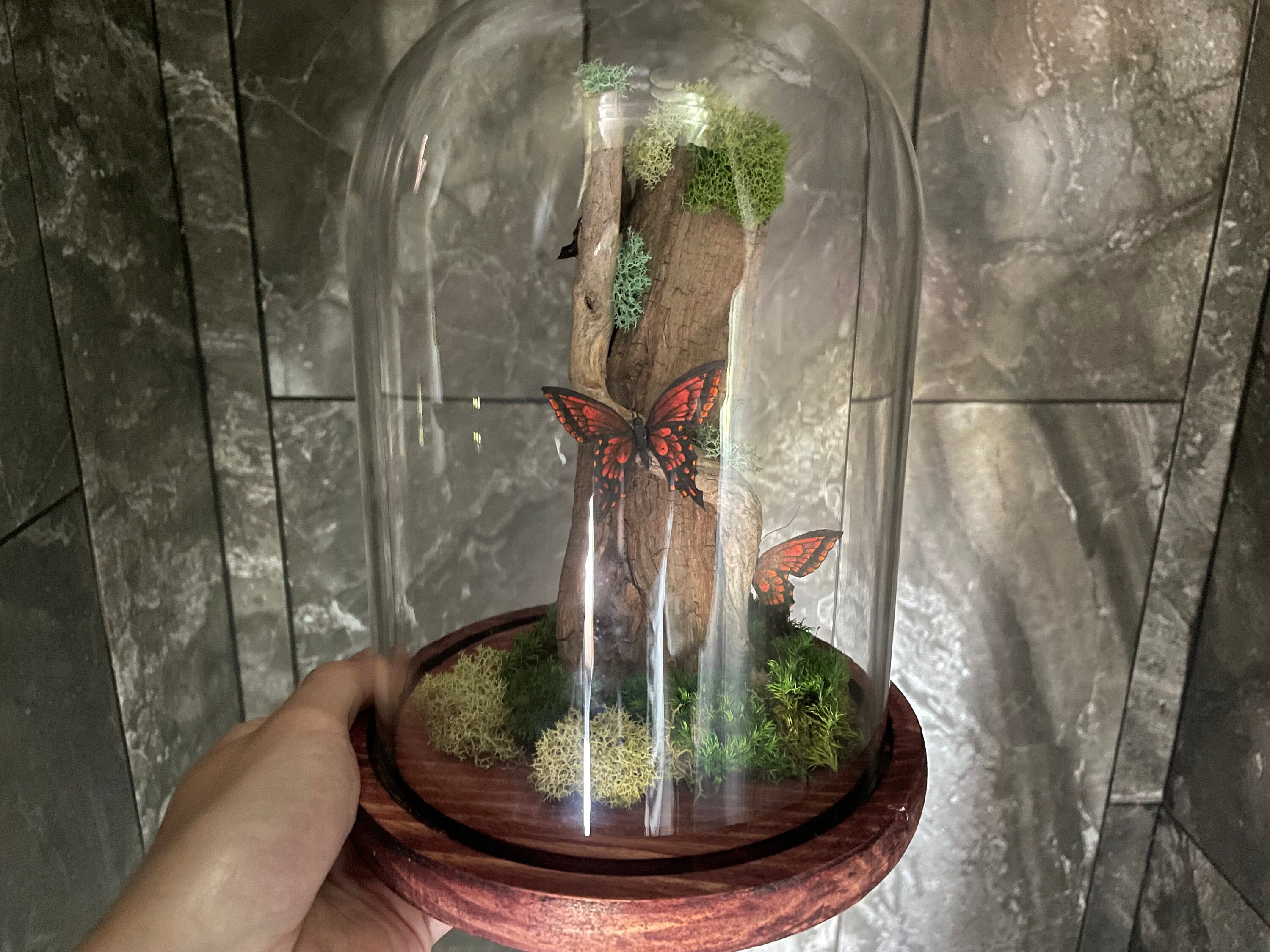 Modern Monarch Drift Wood Biome Display, Hand Painted, Glass Dome - Etsy