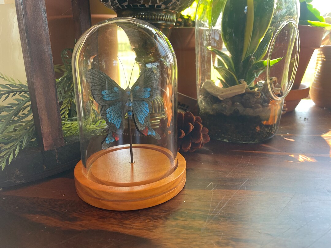 Rhetus Periander Butterfly, Hand Painted Butterfly - Etsy