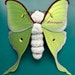 Luna Moth Realistic Crochet Pattern - Etsy