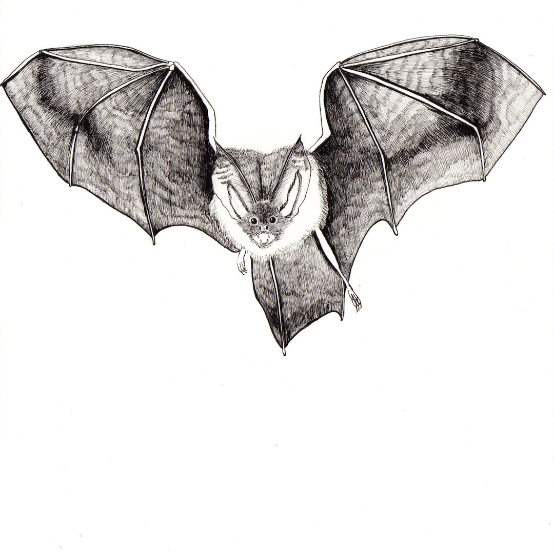 BAT Flying Brown Bat ORIGINAL Artwork Black and White Ink Drawing on ...