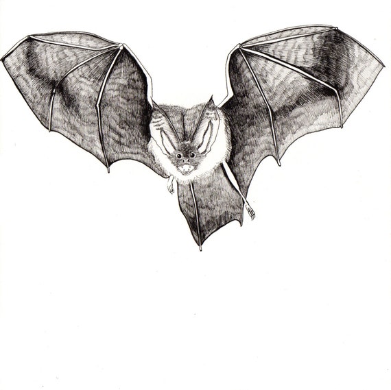 BAT Flying Brown Bat ORIGINAL Artwork Black and White Ink | Etsy