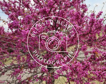 Cercis Canadensis Var. Texensis Oklahoma texas Redbud 5 Seeds - Etsy