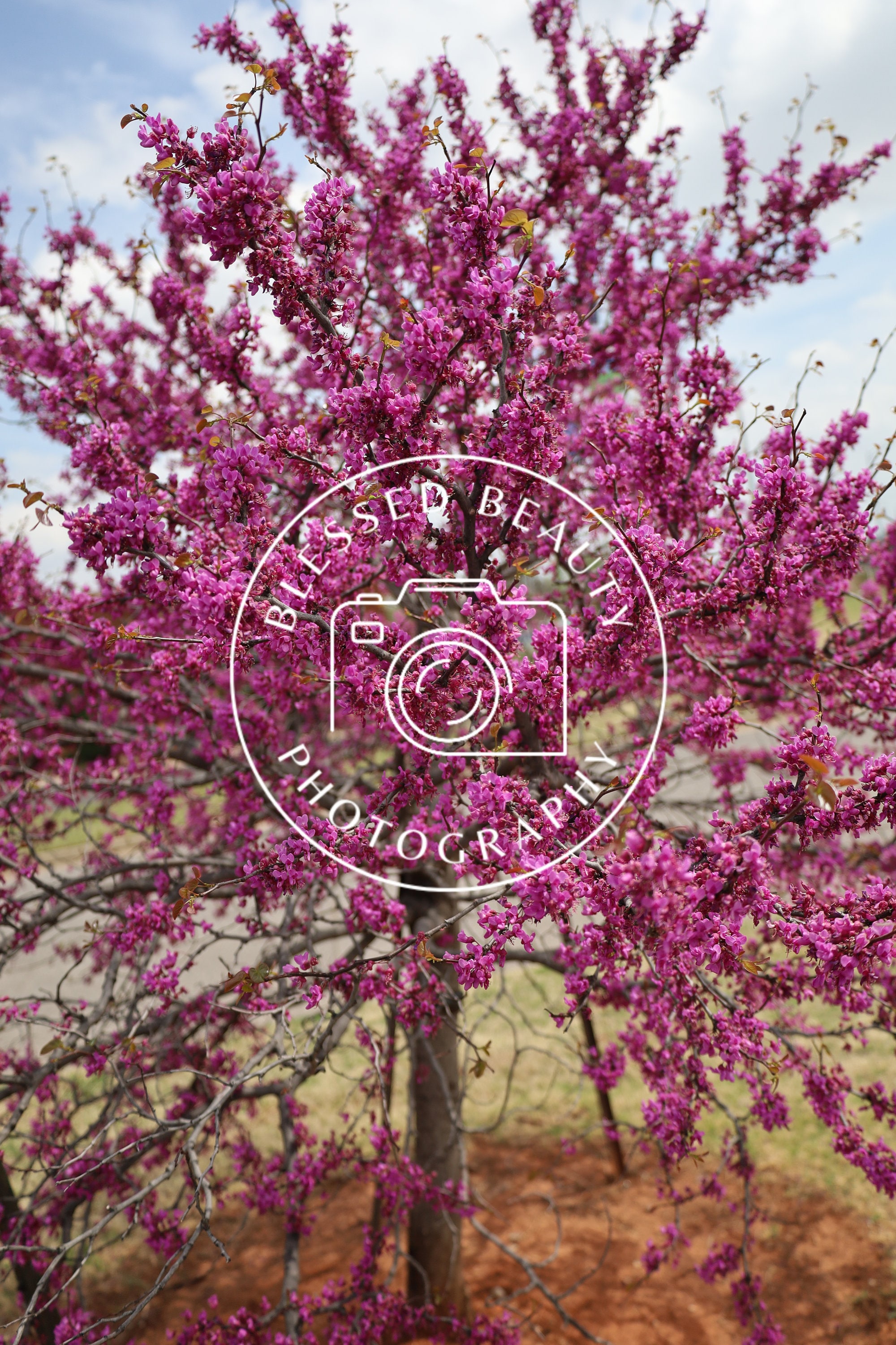 Oklahoma Redbud Tree - Etsy