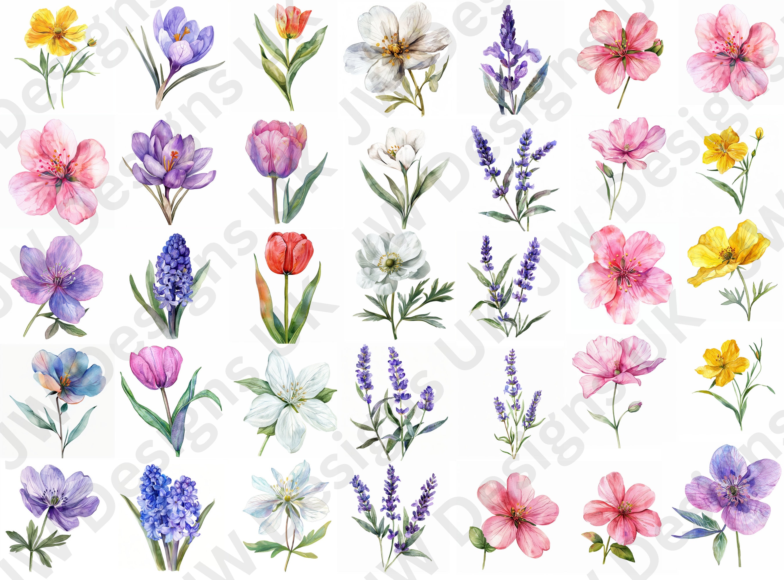 Watercolor Spring Flower Clipart Wildflower Spring Flowers PNG ...