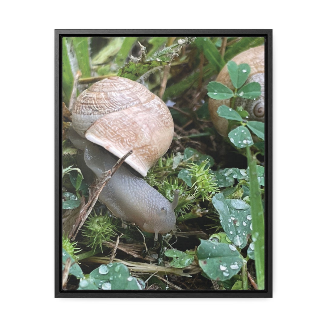 Snail in Grass the Discovery of a Child Photography Print, Gallery ...