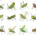Clipart Pretty Crickets Set | Cute Insect 45 PNG | Digital Green ...