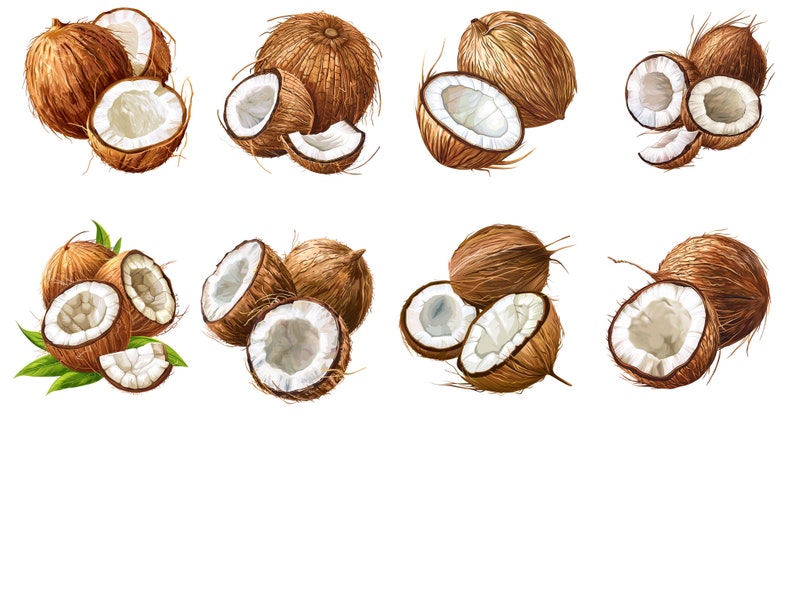 Coconuts Clipart Bundle | Coconut 30 PNG | Digital Tropical Design ...