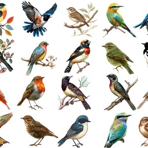 Clipart Birds Set | 51 PNG | Pretty Birds PNG | Digital Print Colorful ...