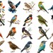 Clipart Birds Set | 51 PNG | Pretty Birds PNG | Digital Print Colorful ...