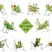 Clipart Pretty Crickets Set | Cute Insect 45 PNG | Digital Green ...
