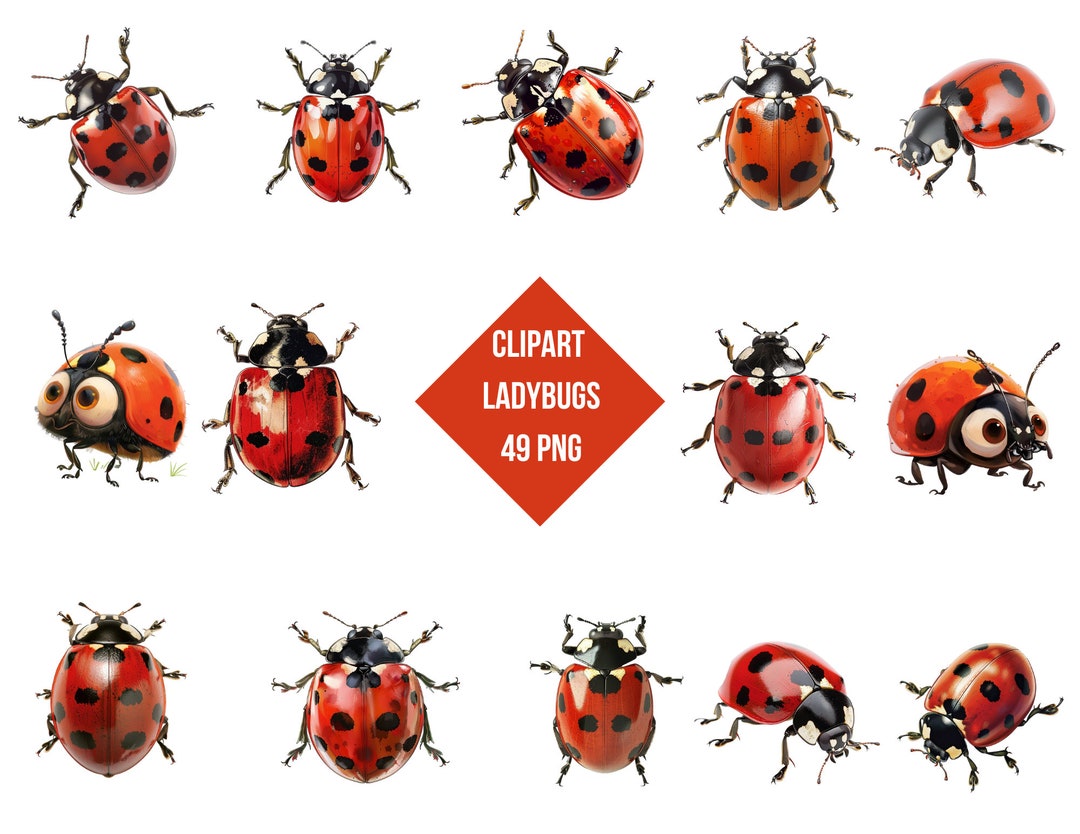 Clipart Ladybugs | Ladybugs PNG | Digital Print Ladybugs | Transparent ...