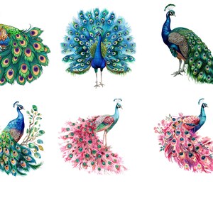 Clipart Beautiful Peacocks Pretty Peacocks PNG Digital Print Unique ...