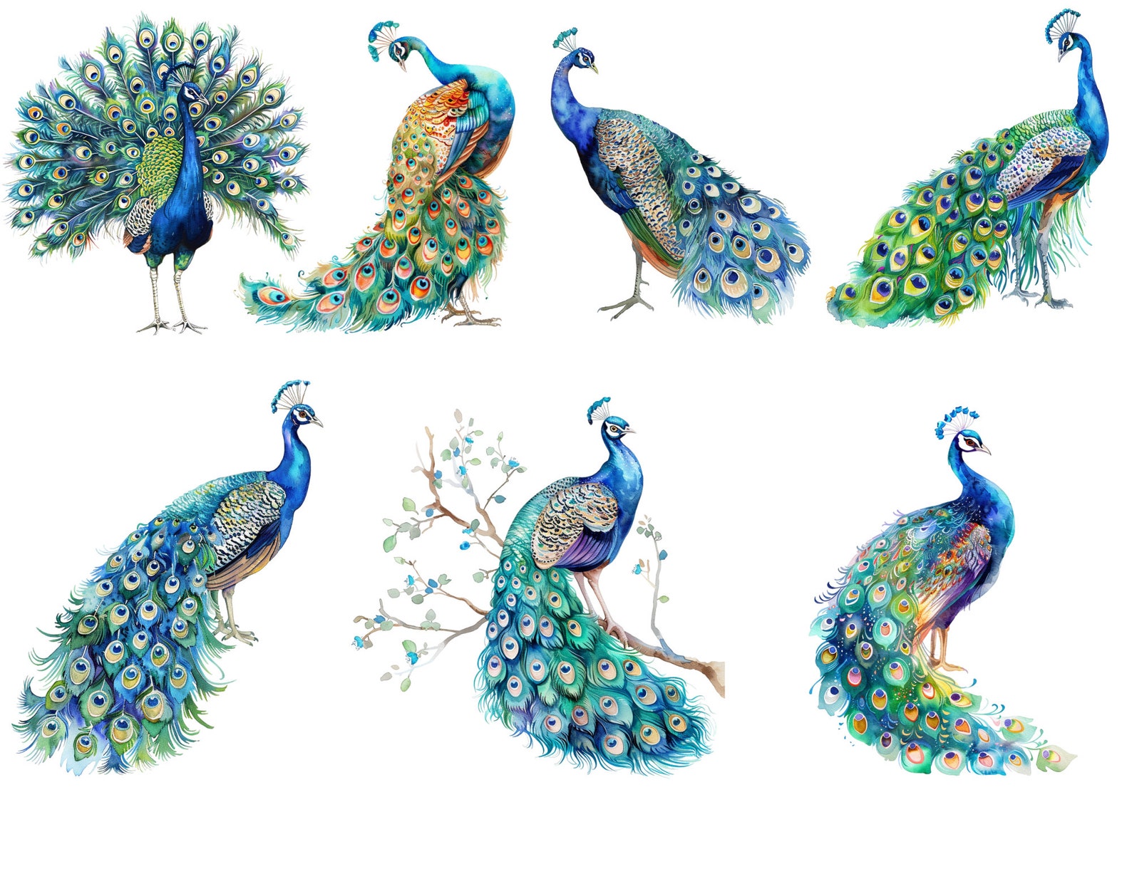 Clipart Beautiful Peacocks Pretty Peacocks PNG Digital Print Unique ...