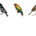 Clipart Birds Set | 51 PNG | Pretty Birds PNG | Digital Print Colorful ...