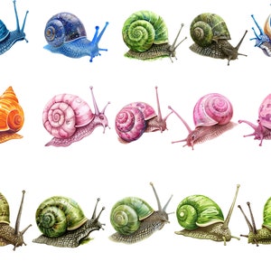 Adorable Snail Clipart Bundle | Cute Snails Graphics | Colorful Snails ...
