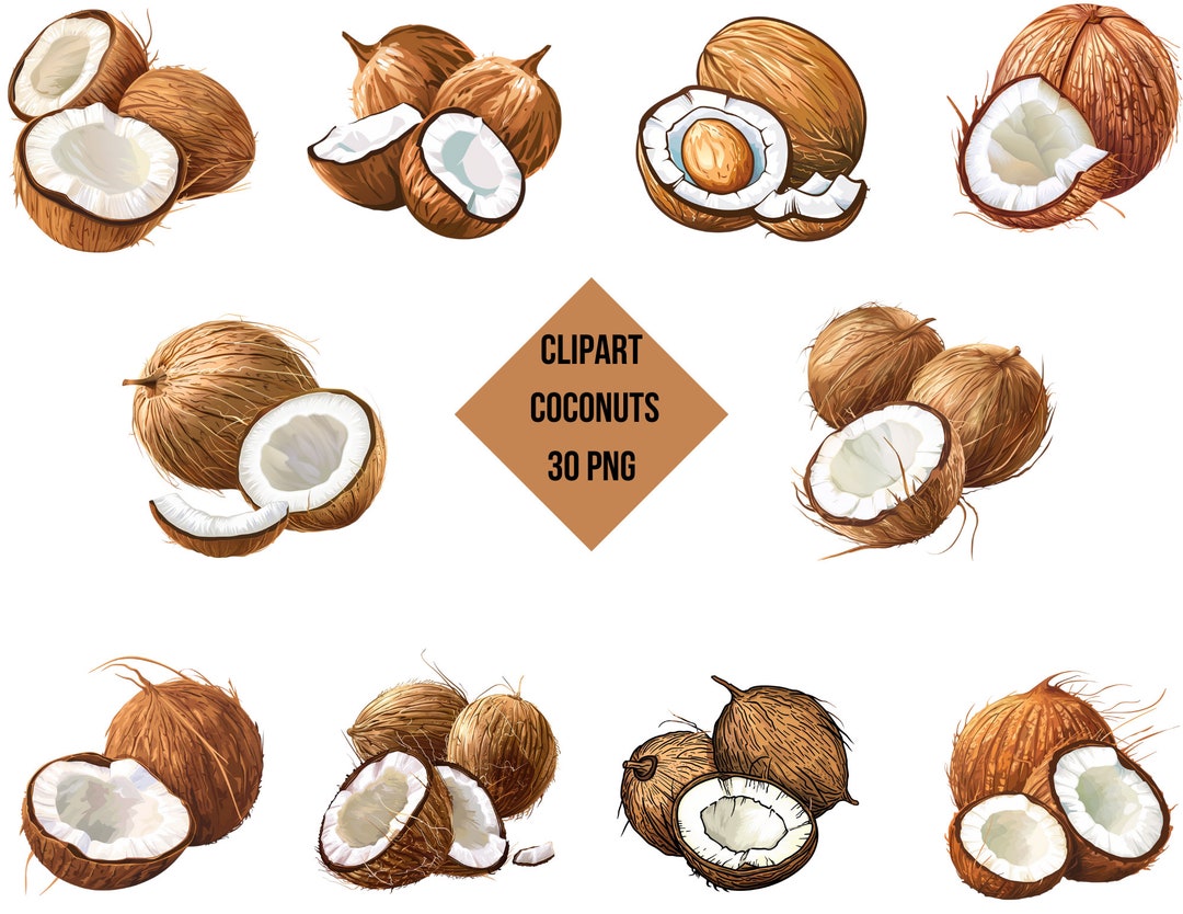Coconuts Clipart Bundle | Coconut 30 PNG | Digital Tropical Design ...
