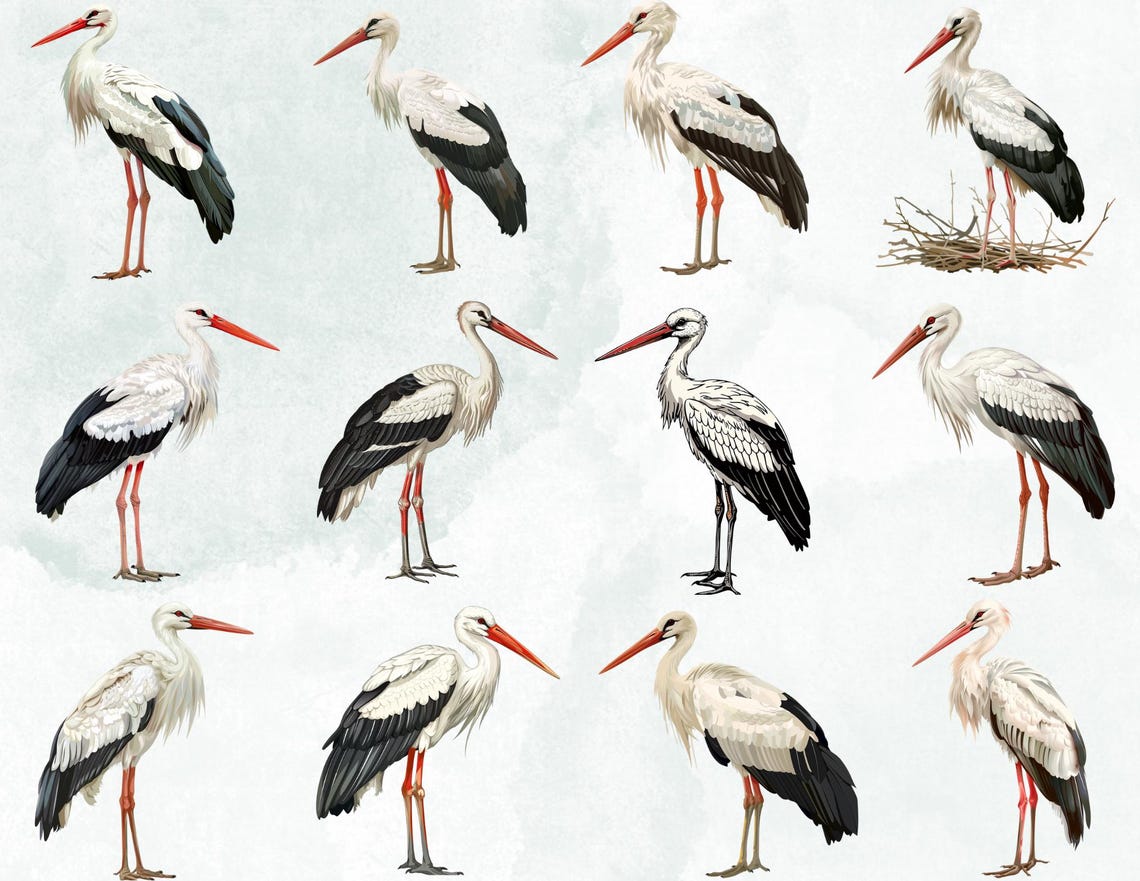 Clipart Pretty Storks | Set of 41 PNG Images | Storks Illustrations ...