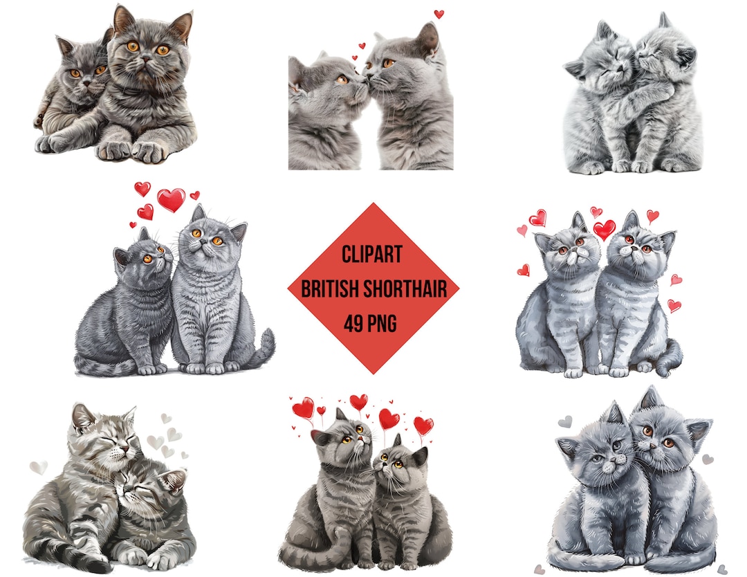 Clipart Pretty British Shorthair Cats | Pretty British Shorthair Cats ...