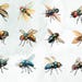 Clipart Cute Flies | Stylish Flies Graphics | Digital Insects ...