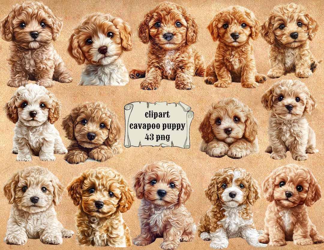 Adorable Cavapoo Puppy Clipart | Cute Dog PNG | Digital Cavapoo Dog ...