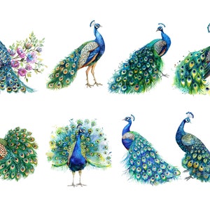 Clipart Beautiful Peacocks Pretty Peacocks PNG Digital Print Unique ...