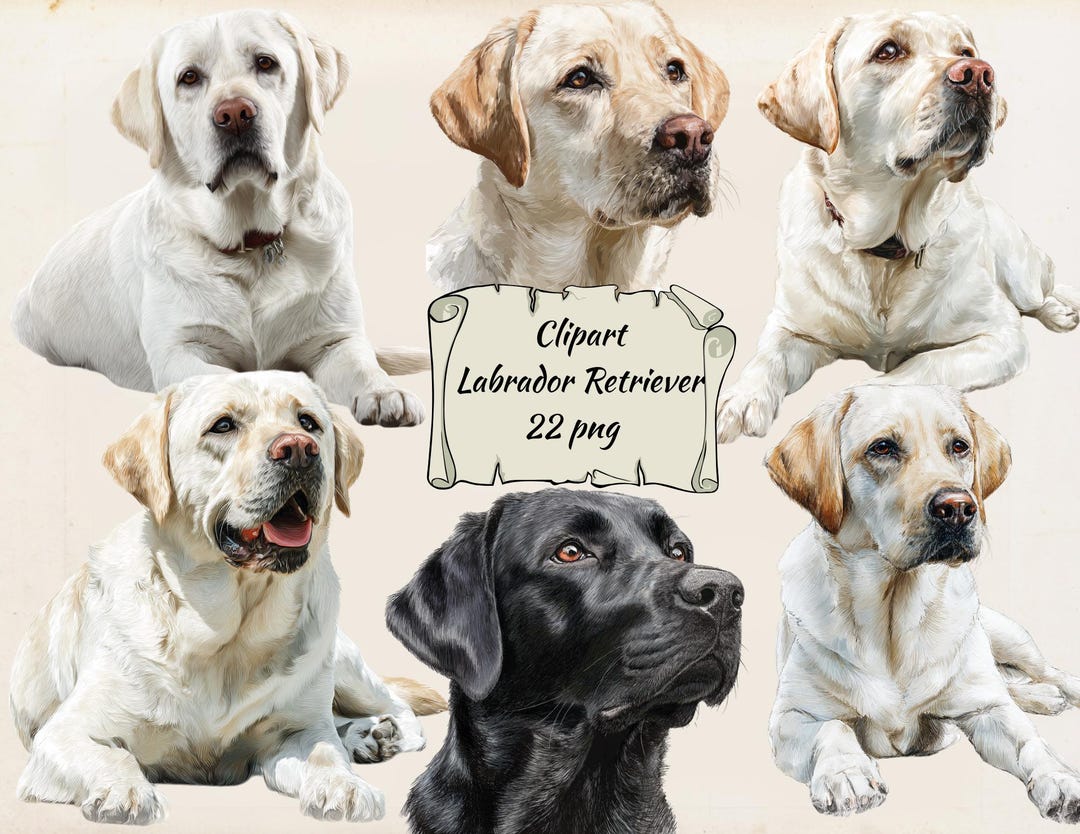 Yellow Lab Clipart: Realistic Labrador Retriever PNG - Commercial Use ...