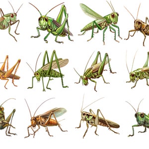 Clipart Pretty Crickets Set | Cute Insect 45 PNG | Digital Green ...