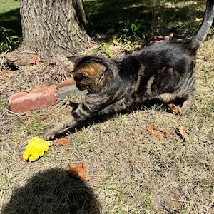 Stag Beetle Bug Rainbow Plush Keychain Charm | Version 1 - Etsy