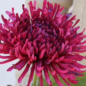 Faux Flower Stem | Artificial Silk Fuji Mum Stem Magenta 74 Cm | Head ...