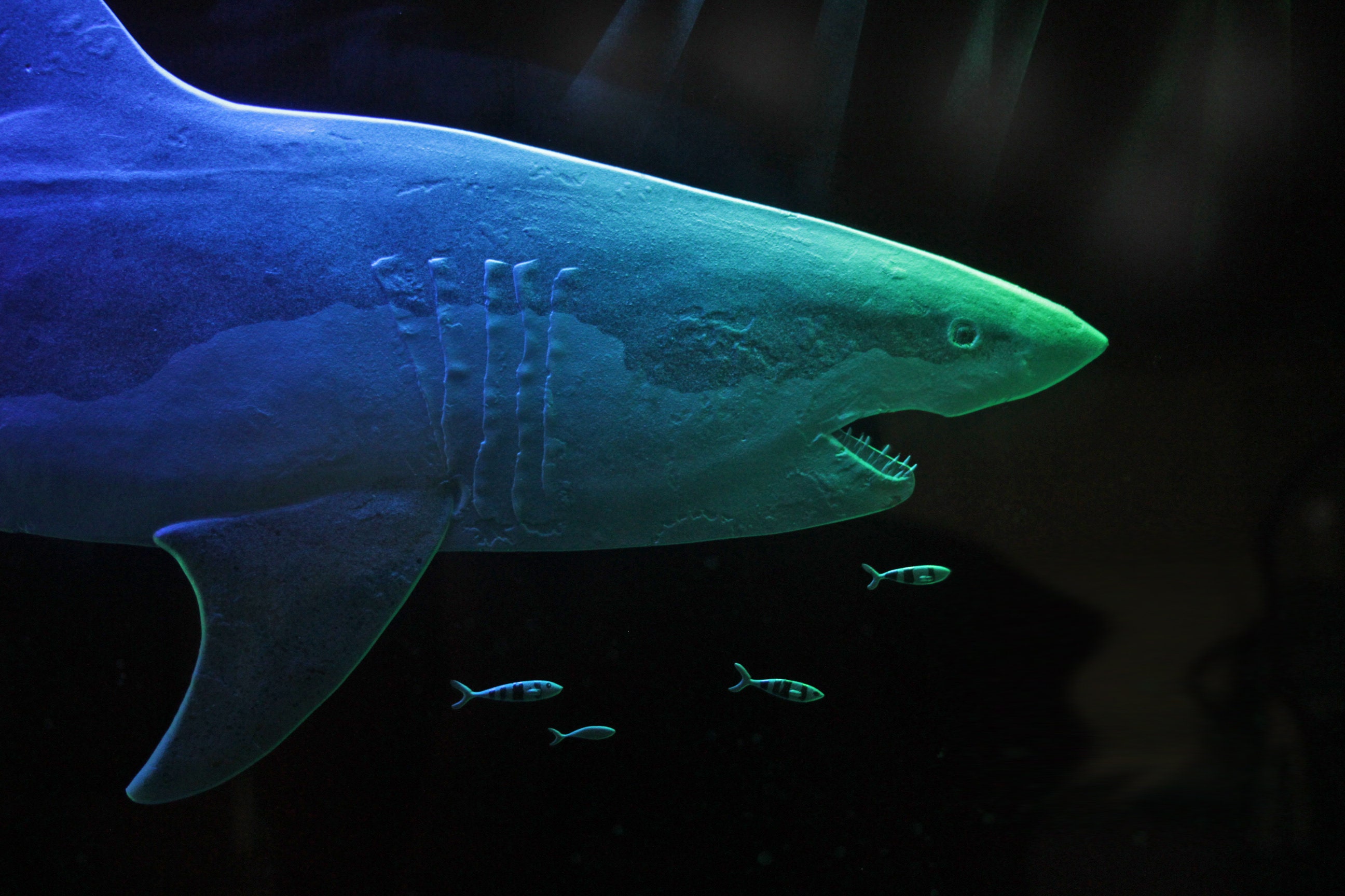 Great White Shark Carved Etched Glass Handdrawn Wall Art LED Lights ...