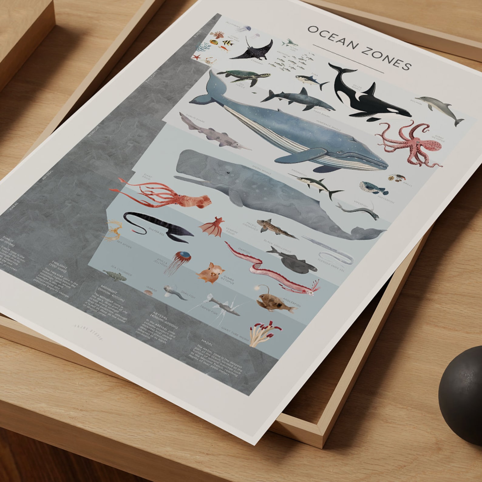 Ocean Zones Poster B2 , Layers of the Ocean, Ocean Homeschool, School ...