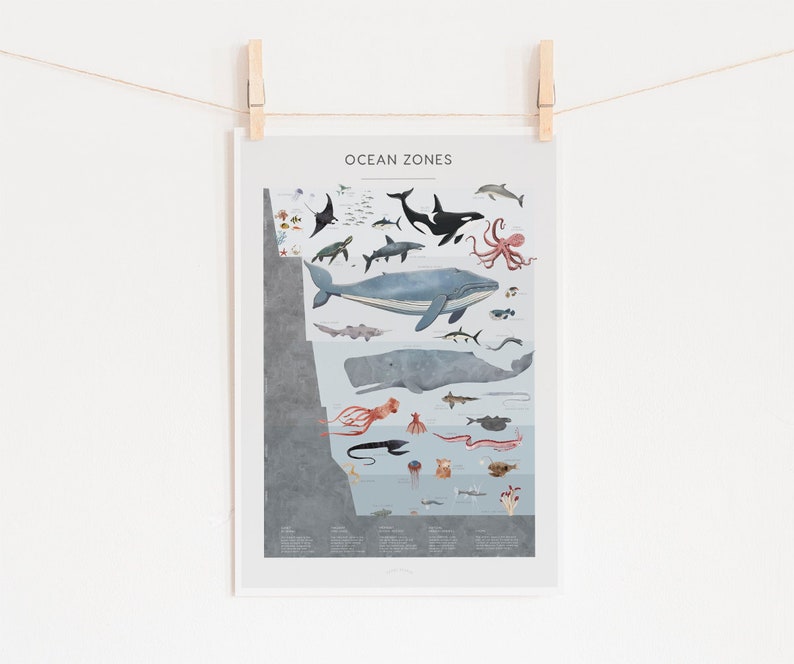 Ocean Zones Poster B2 , Layers of the Ocean, Ocean Homeschool, School ...