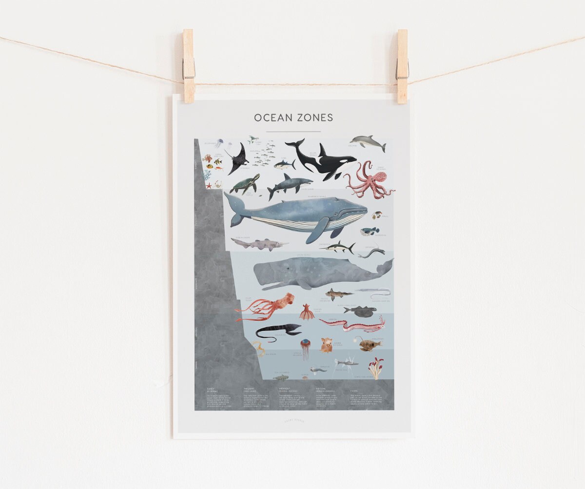 Ocean Zones Poster B2 , Layers of the Ocean, Ocean Homeschool, School ...