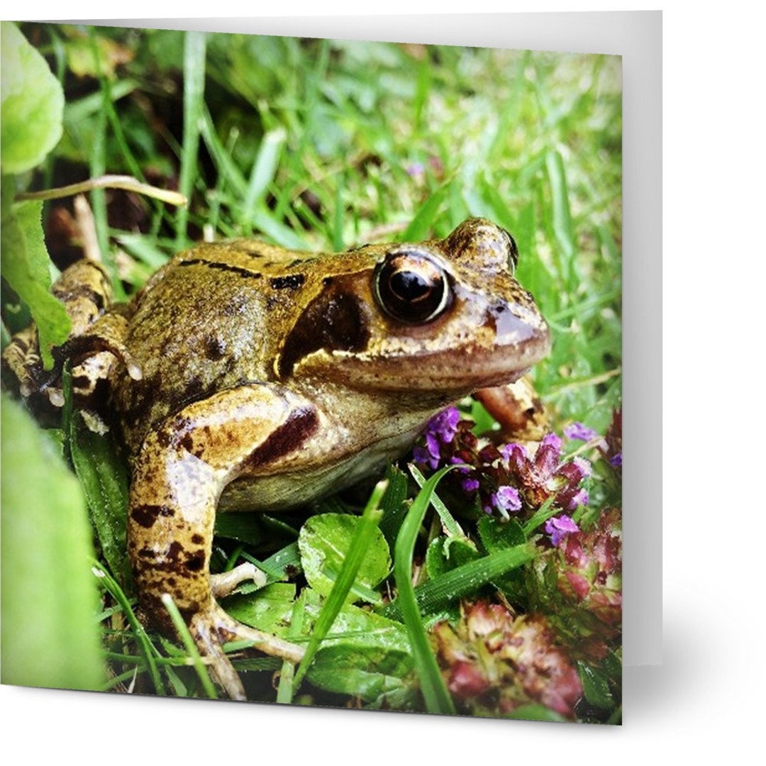 10 Frog Photography Square Greeting Cards With Premium Envelopes - Etsy