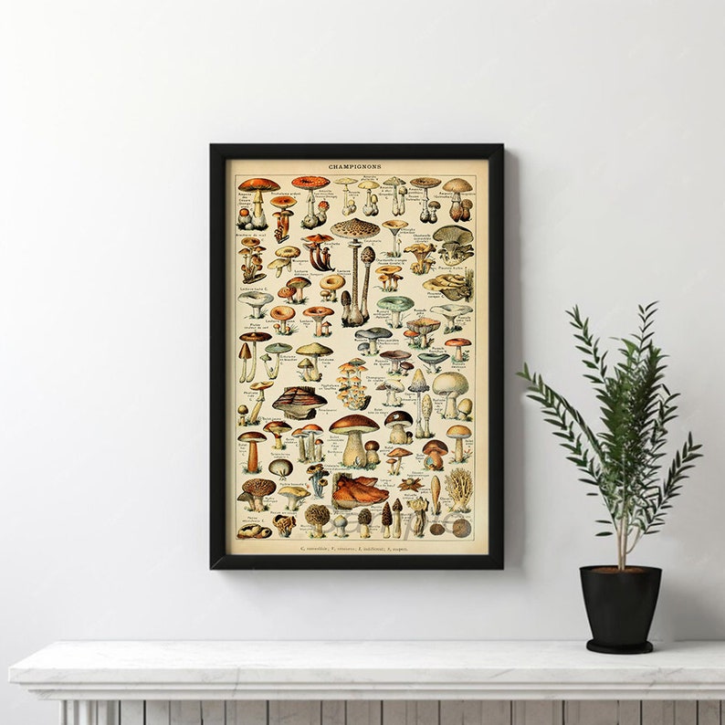 Educational Mushroom Chart Poster, Vintage Poster, Wall Art, Room ...