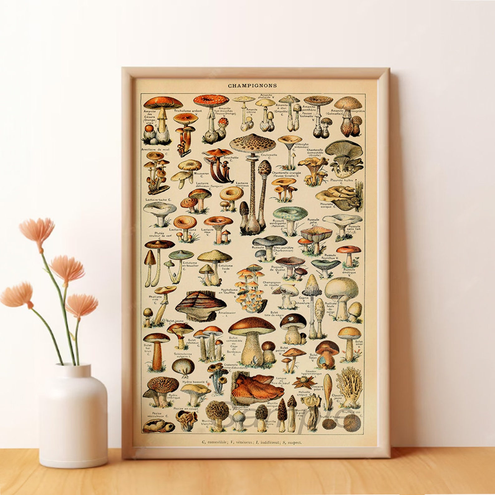 Educational Mushroom Chart Poster, Vintage Poster, Wall Art, Room ...