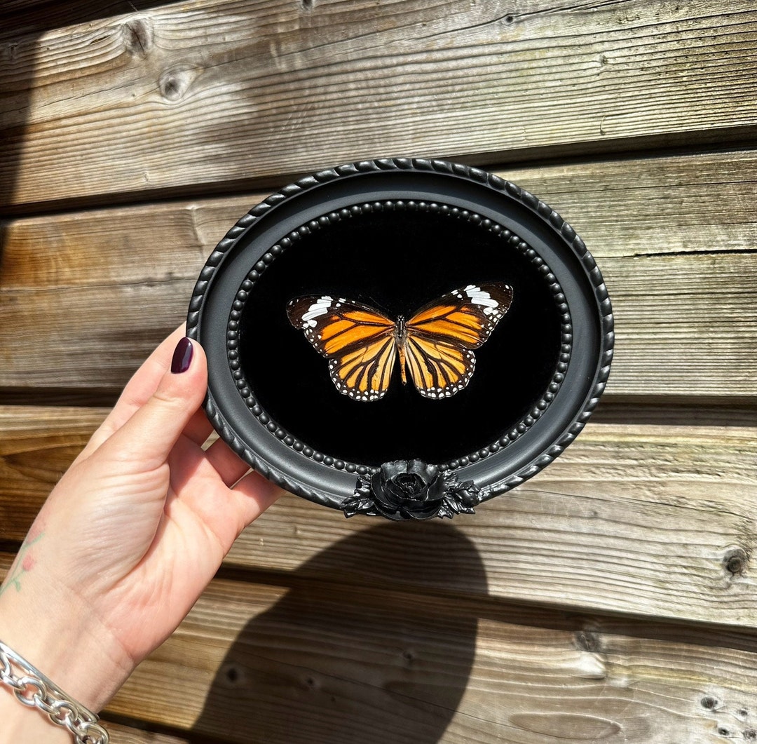 Real Monarch Butterfly danaus Plexippus in Domed Oval Frame With Flower ...